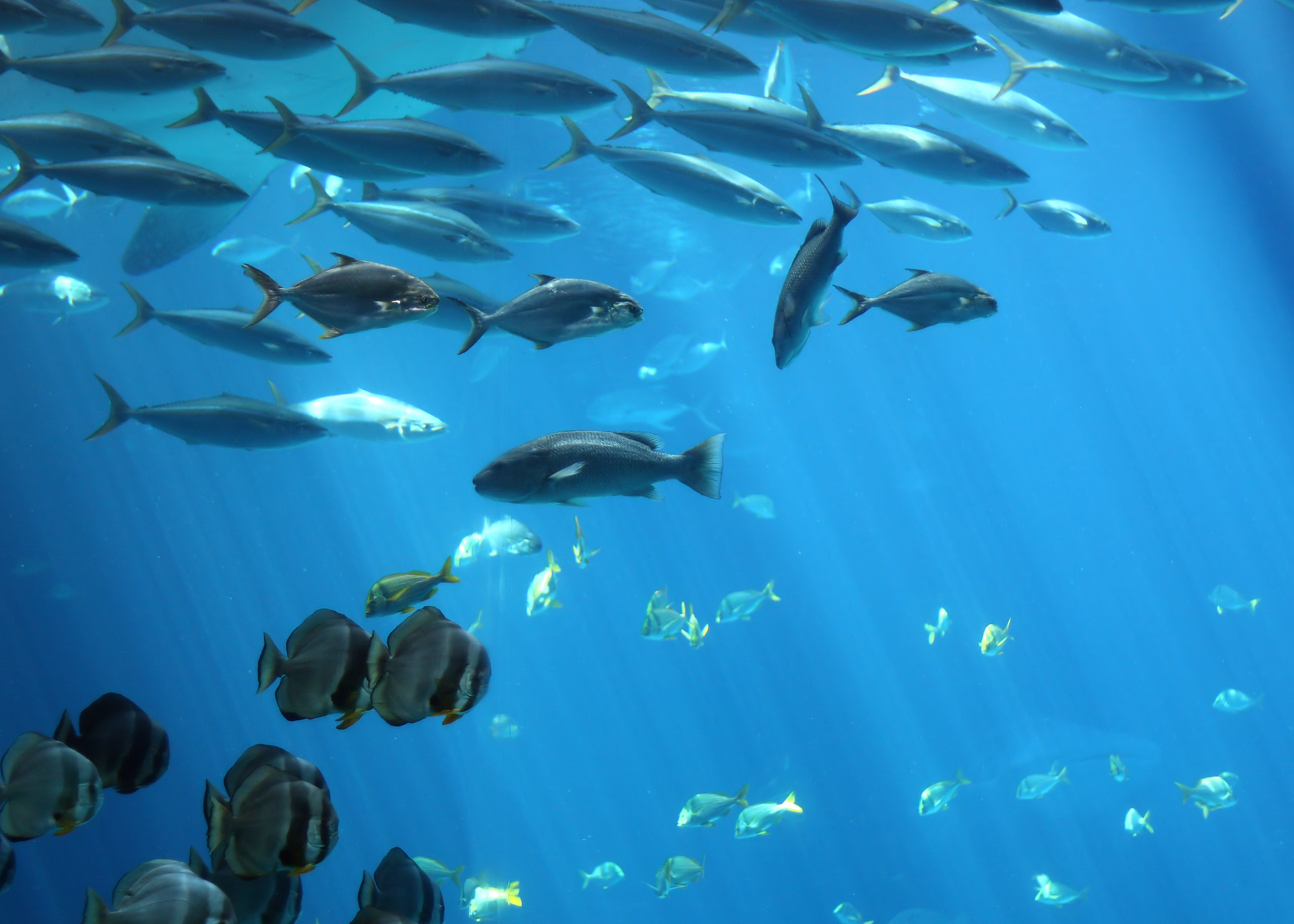 Swimming against the tide: explaining the Higgs